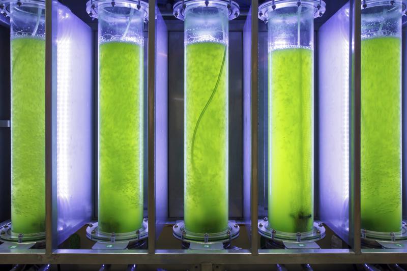 Edge and Macquarie University microalgae research published - Edge ...